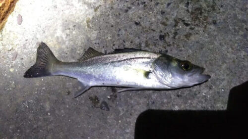 目指せ大物！カタクチイワシで泳がせ釣りをやってみる│袖ヶ浦港 | 釣りっこ